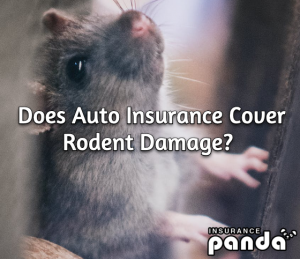 Does Auto Insurance Cover Rodent Damage? - Insurance Panda